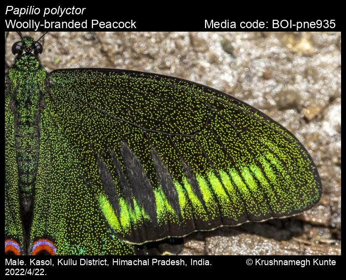 Papilio bianor polyctor (old name) Boisduval, 1836 - Woolly-branded Peacock | Butterfly